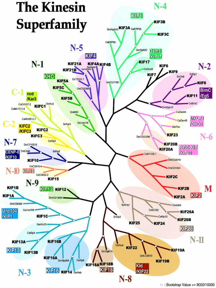 KIF1A Glossary - KIF1A