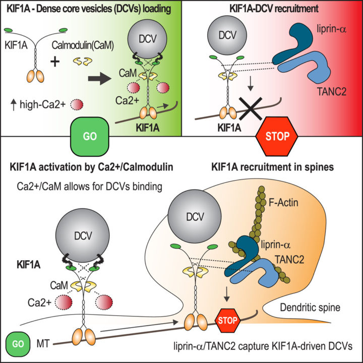 #ScienceSaturday: October 15, 2022 - KIF1A