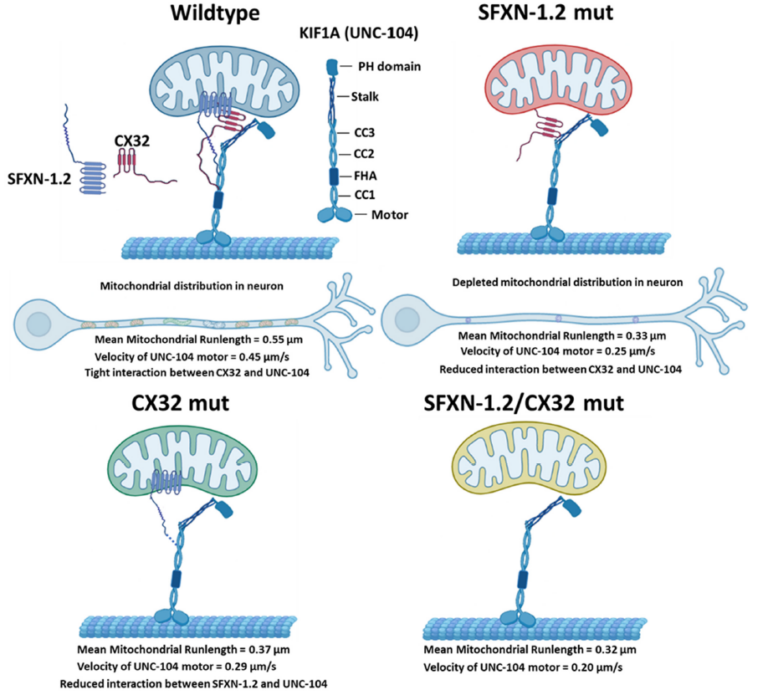 #ScienceSaturday: June 10, 2023 - KIF1A