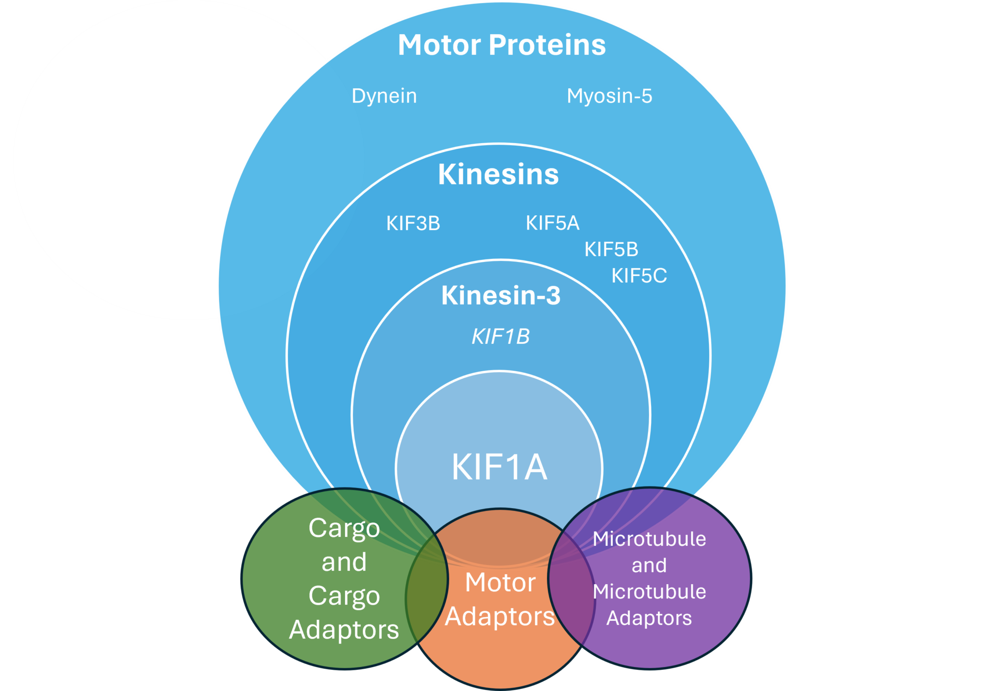 #ScienceSaturday: April 20, 2024 - KIF1A