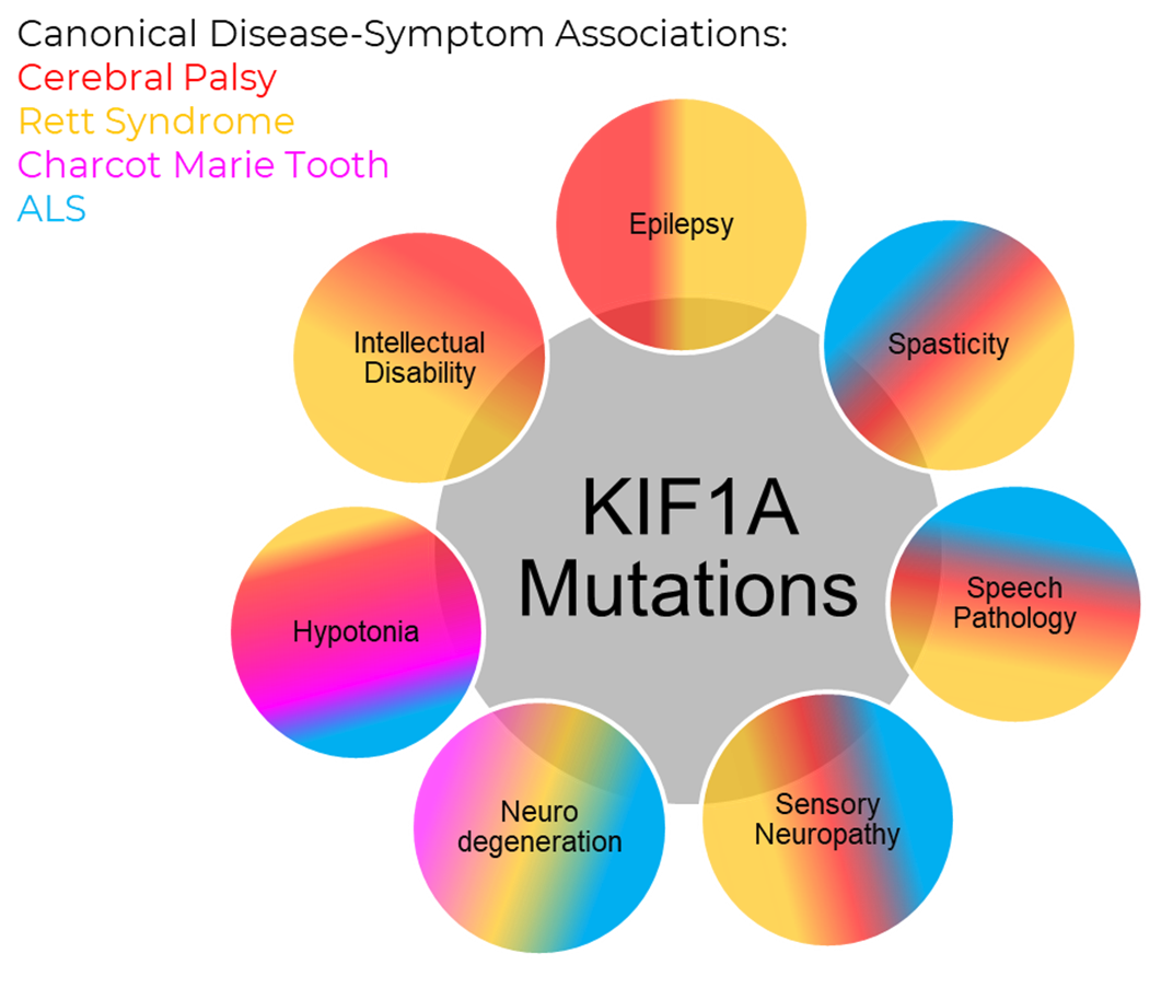Signs & Symptoms - KIF1A